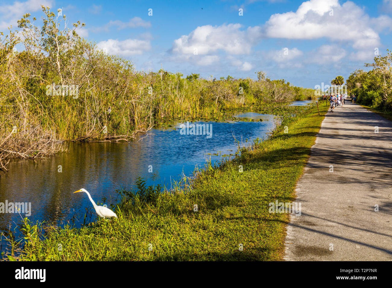 Shark valley everglades hi-res stock photography and images - Alamy