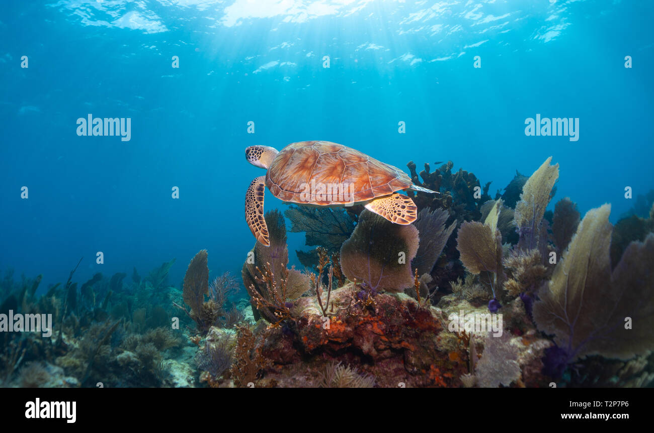 Turtle on Coral Reef Stock Photo - Alamy