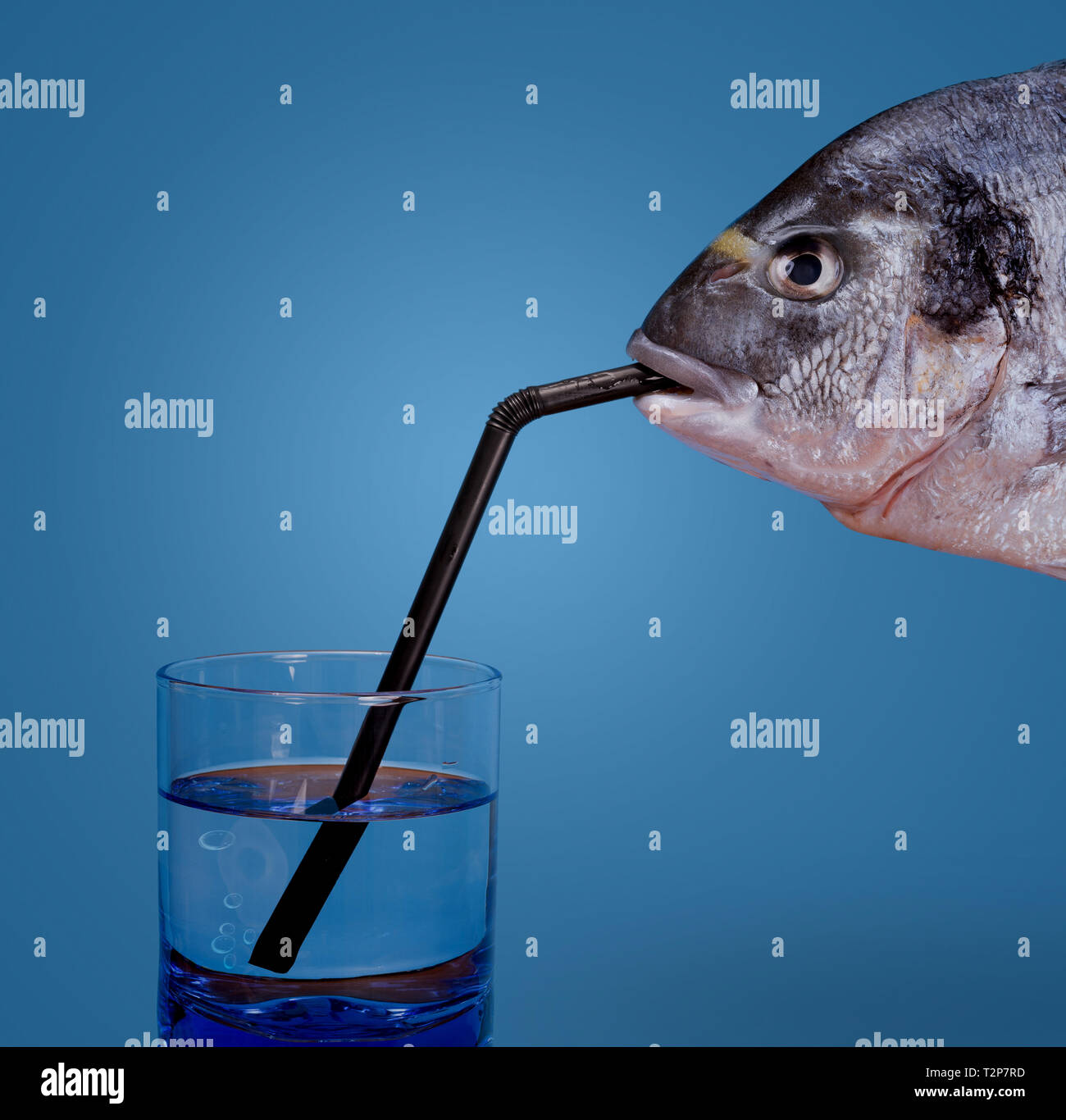 fish sea bream with shell that drinks mineral water in clean unpolluted ...