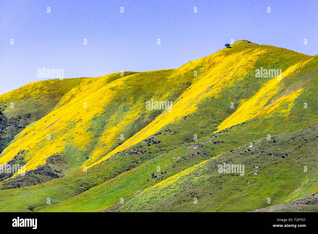 Mountains covered in wildflowers during a super bloom, Carrizo Plain ...