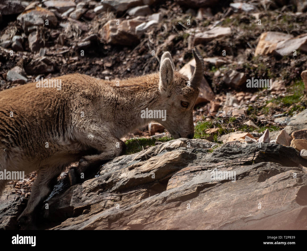 Iberian wild goat (Capra pyrenaica) grazing and climbing in the ...