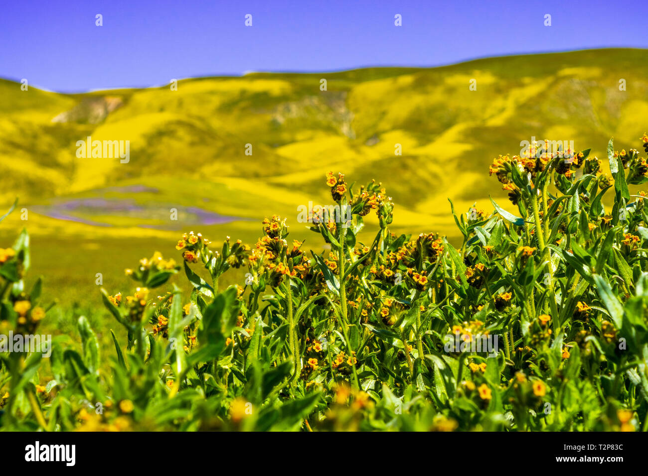 Fiddleneck (Amsinckia) wildflowers blooming in Carrizo Plain National ...