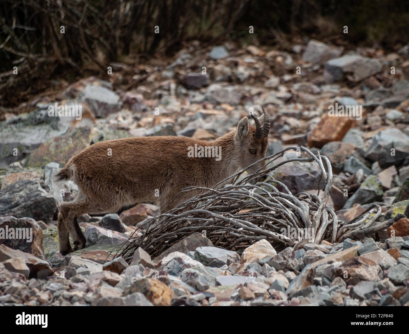 Iberian wild goat (Capra pyrenaica) grazing and climbing in the ...
