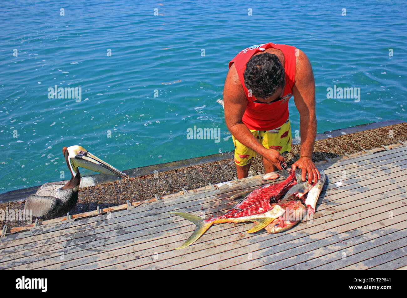 Fisherman cleaning tuna fish, Puerto Vallarta, Mexico Stock Photo - Alamy
