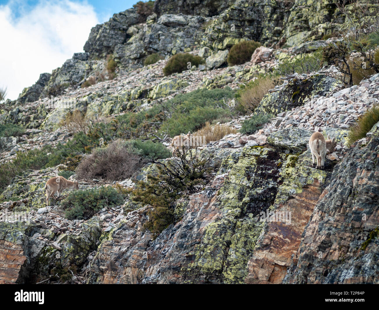 Iberian wild goat (Capra pyrenaica) grazing and climbing in the ...