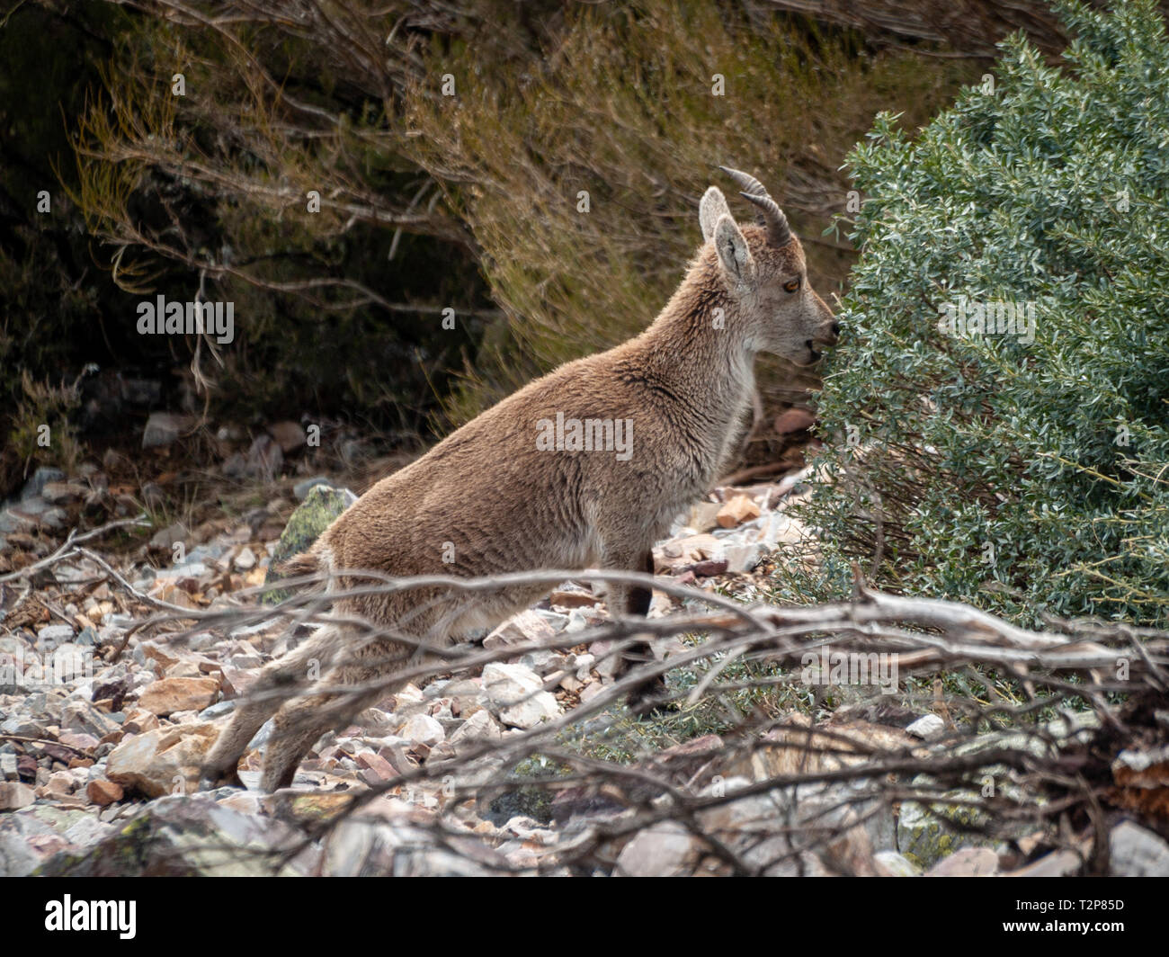 Iberian wild goat (Capra pyrenaica) grazing and climbing in the ...