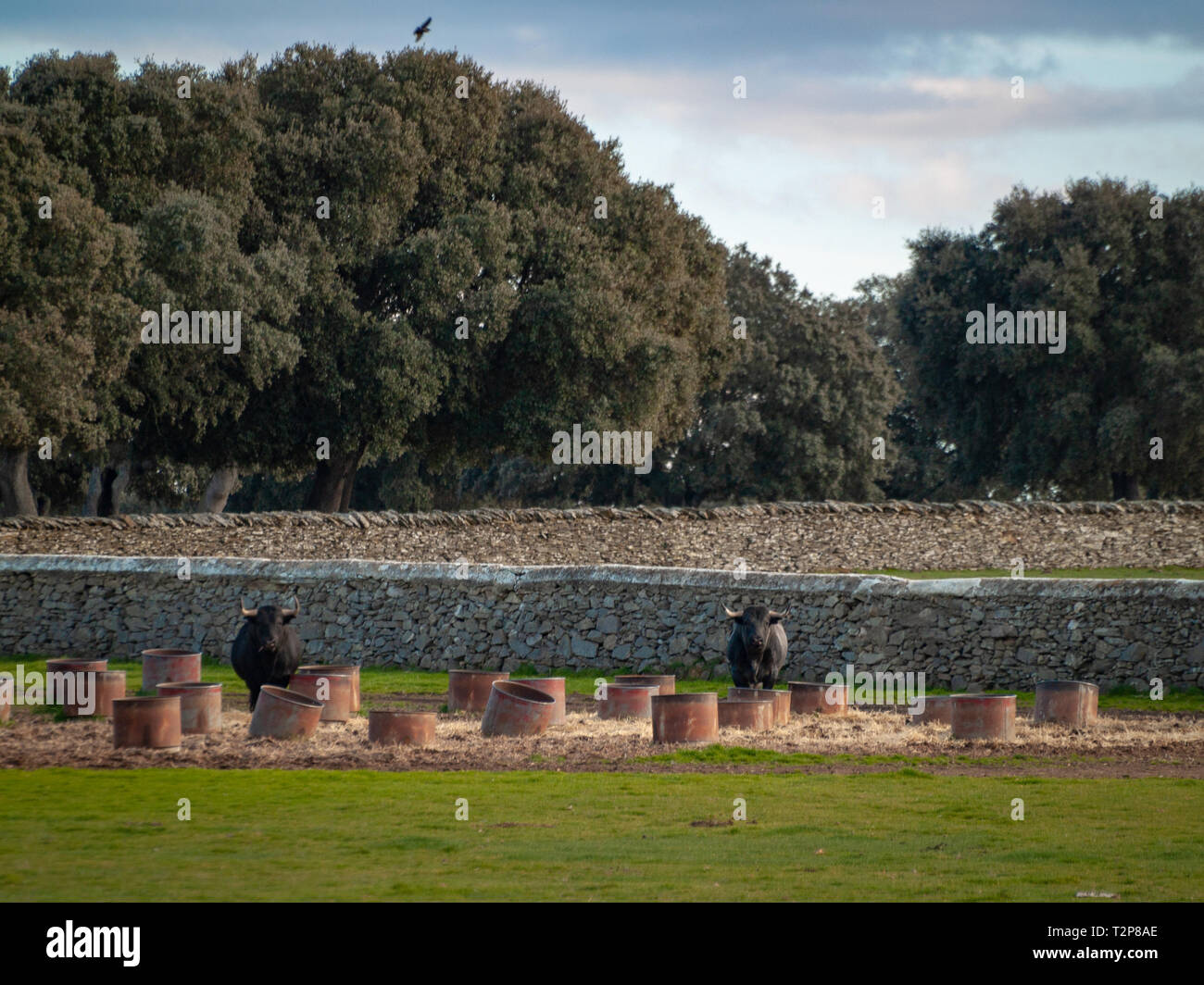 Lidia hi-res stock photography and images - Alamy