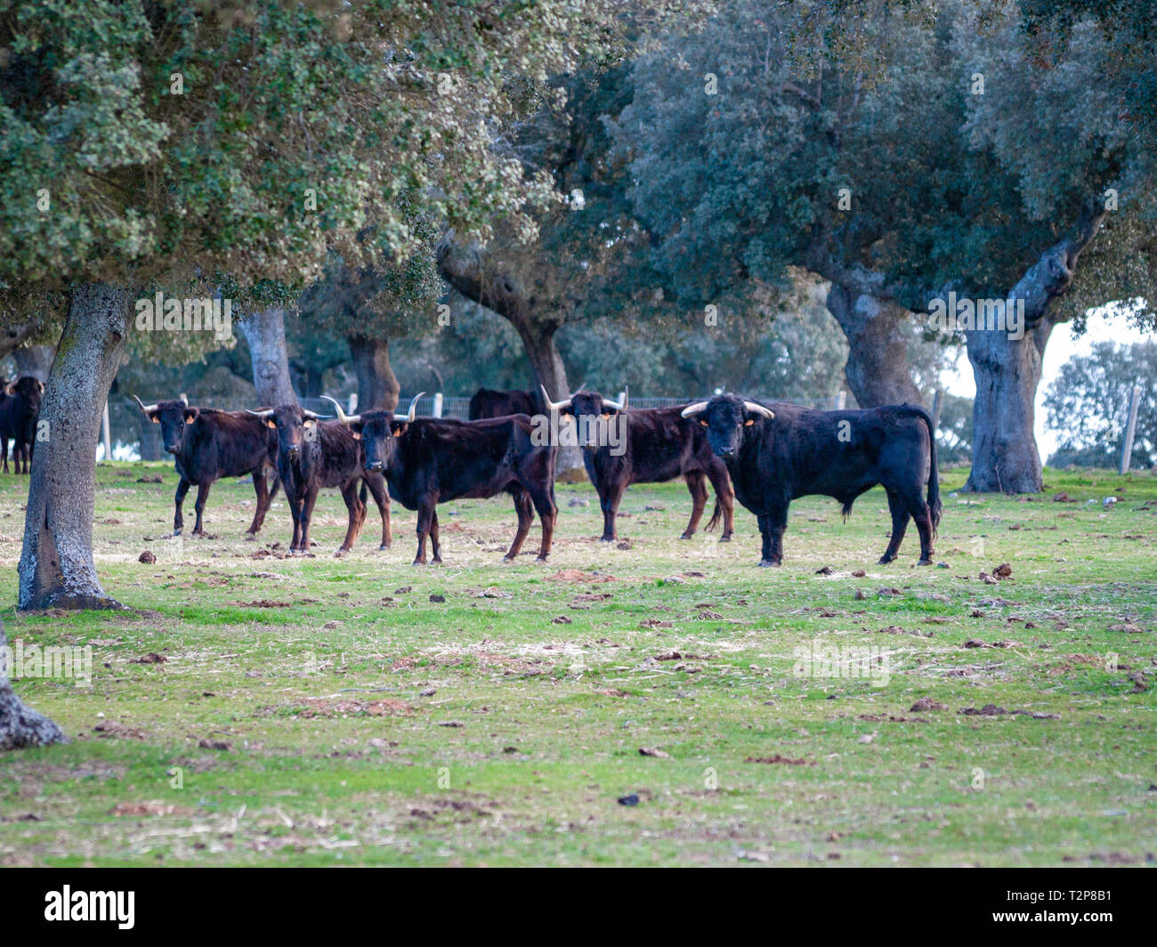 Lidia hi-res stock photography and images - Alamy