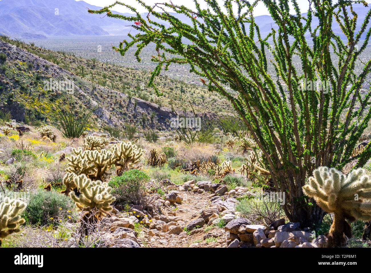 Ocotillo (Fouquieria splendens) plant blooming in Anza Borrego Desert ...