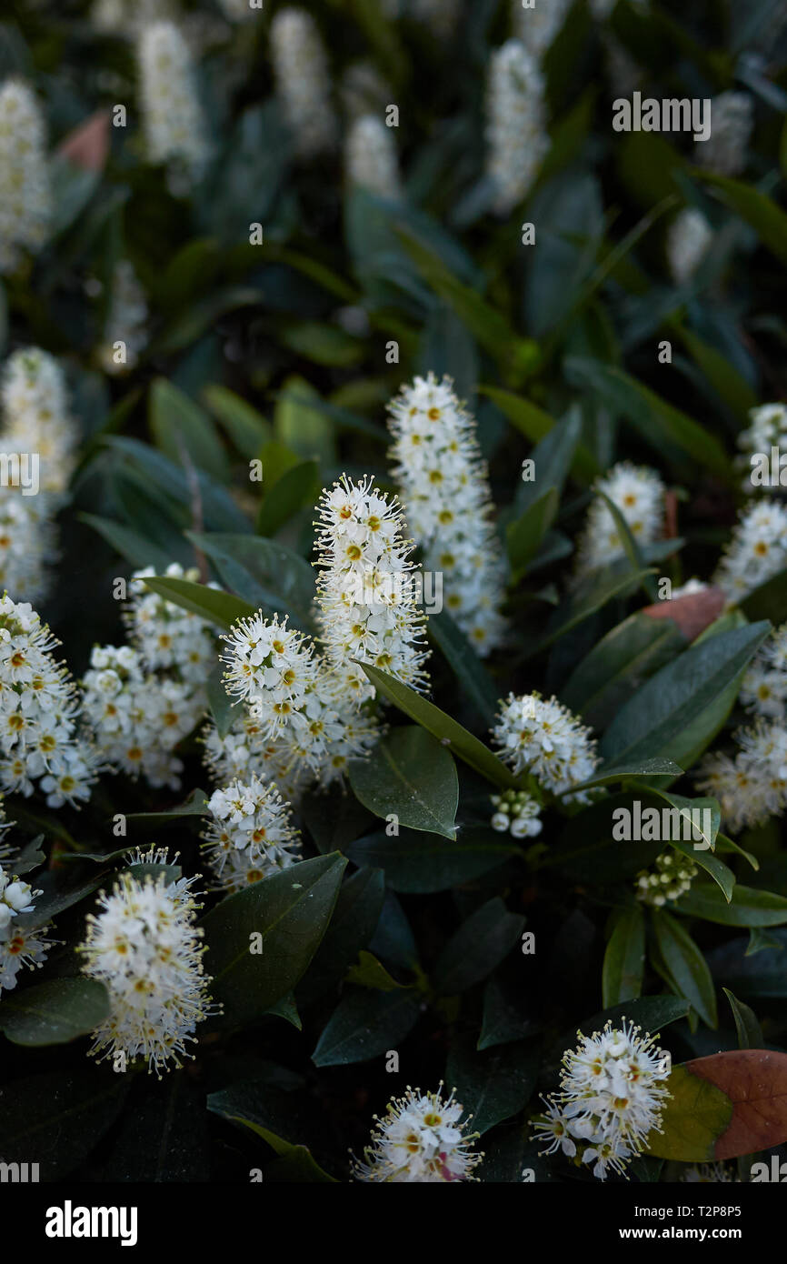 dwarf Prunus laurocerasus, Otto Luyken Stock Photo - Alamy