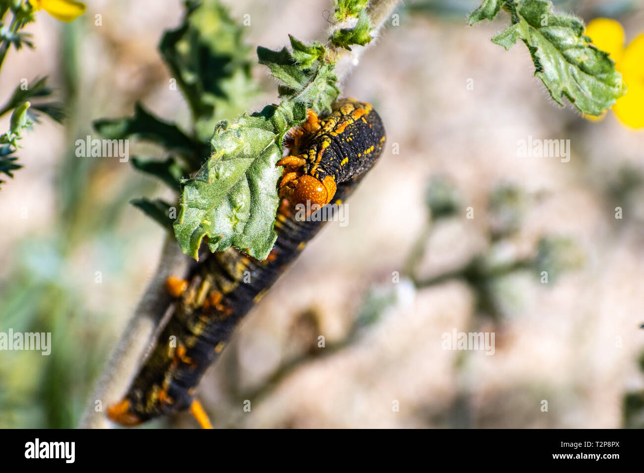 Close up of White-lined Sphinx moth (Hyles lineata) caterpillar, Anza ...