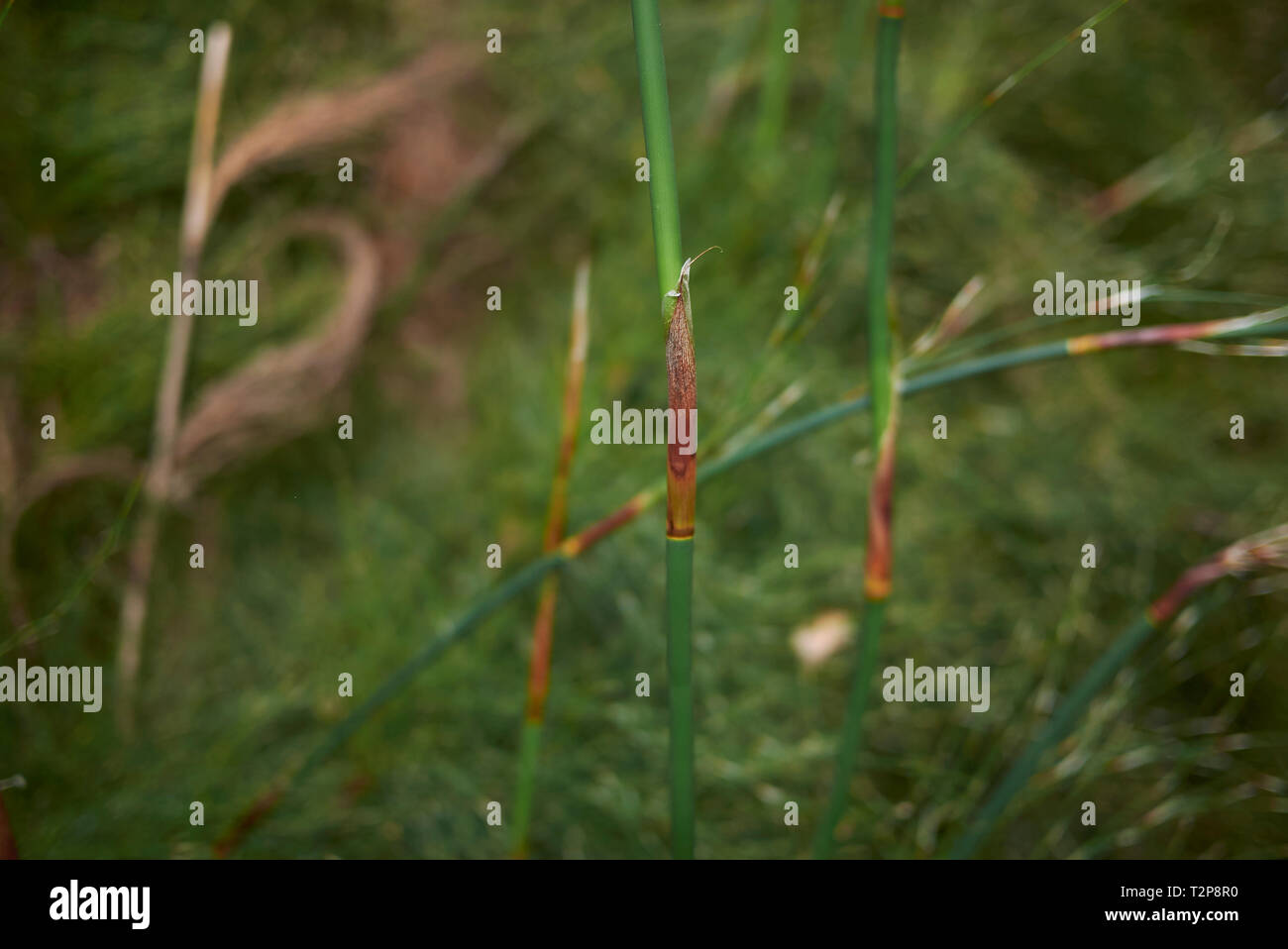 Cape restio plant hi-res stock photography and images - Alamy