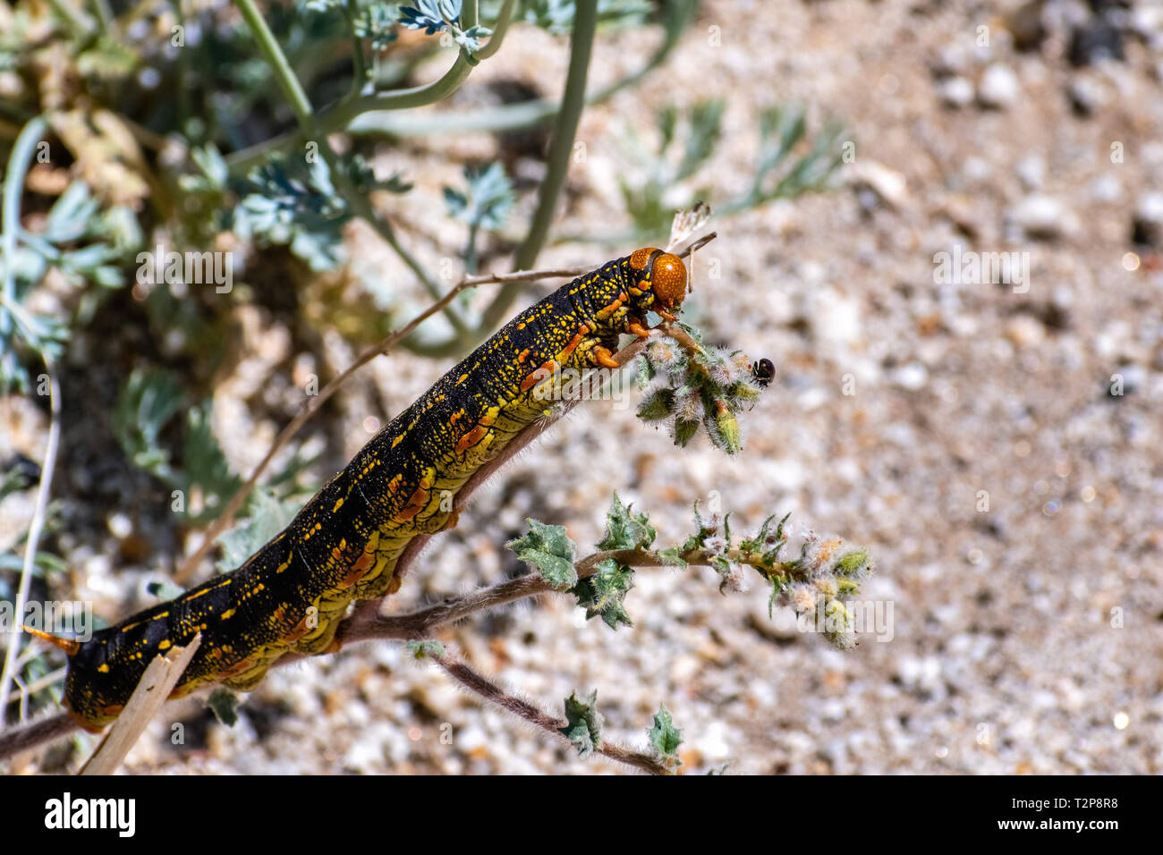 Close up of White-lined Sphinx moth (Hyles lineata) caterpillar, Anza ...