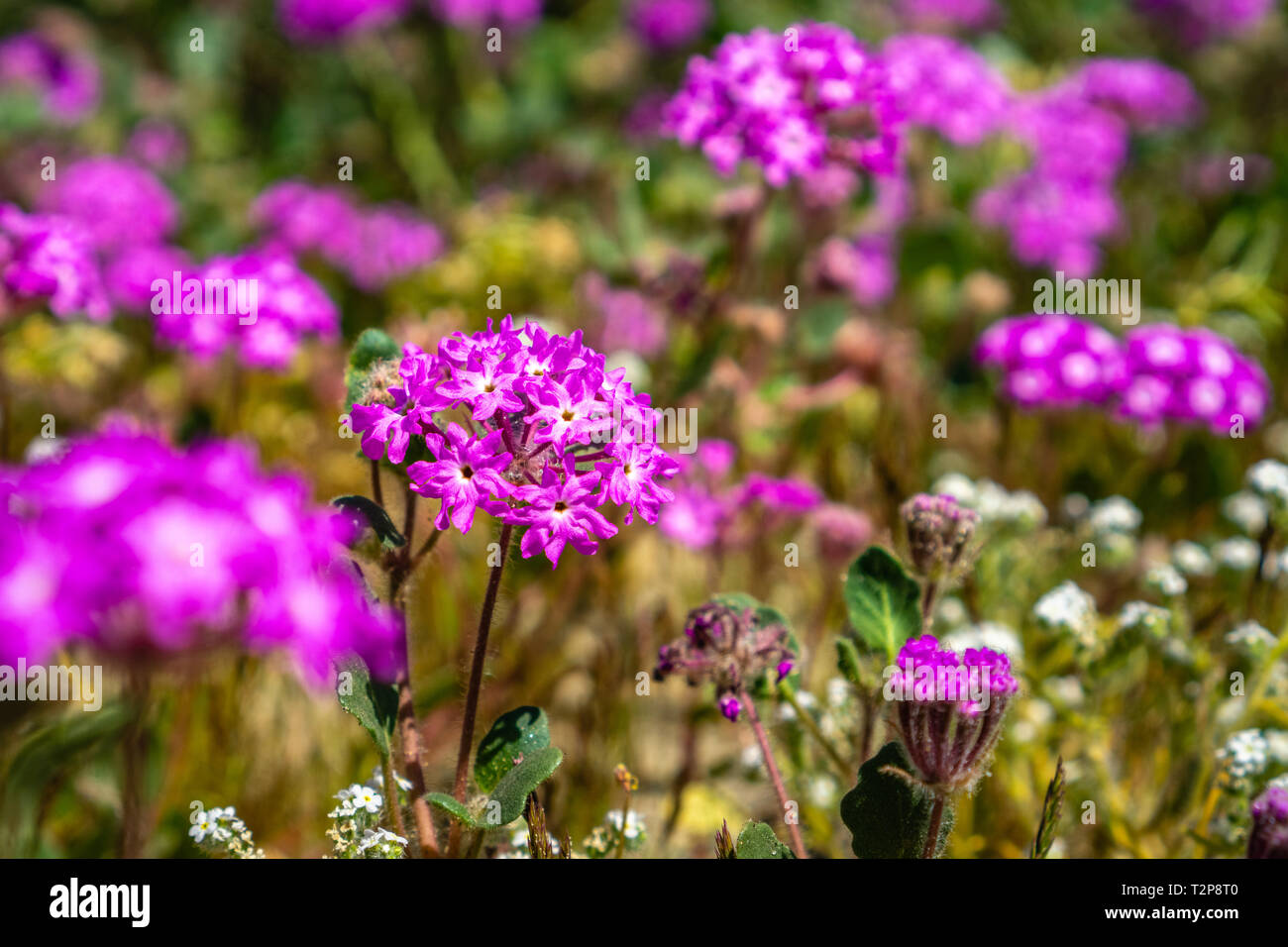 Desert sand verbena hi-res stock photography and images - Alamy