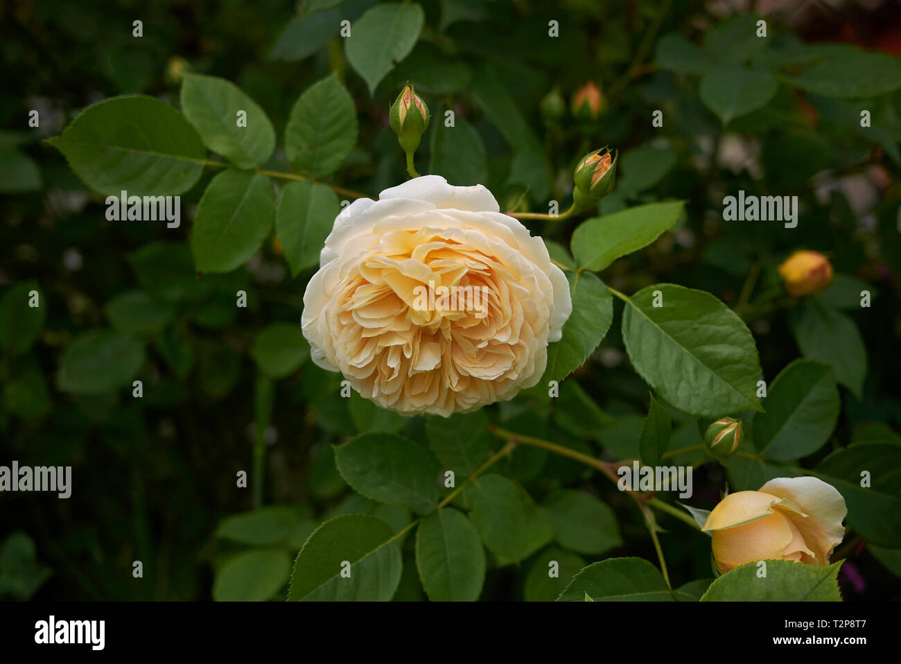 yellow antique rose Stock Photo - Alamy