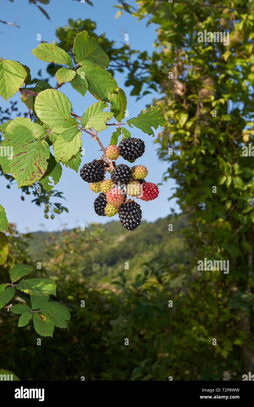 Rubus ulmifolius branch with blackberry Stock Photo - Alamy