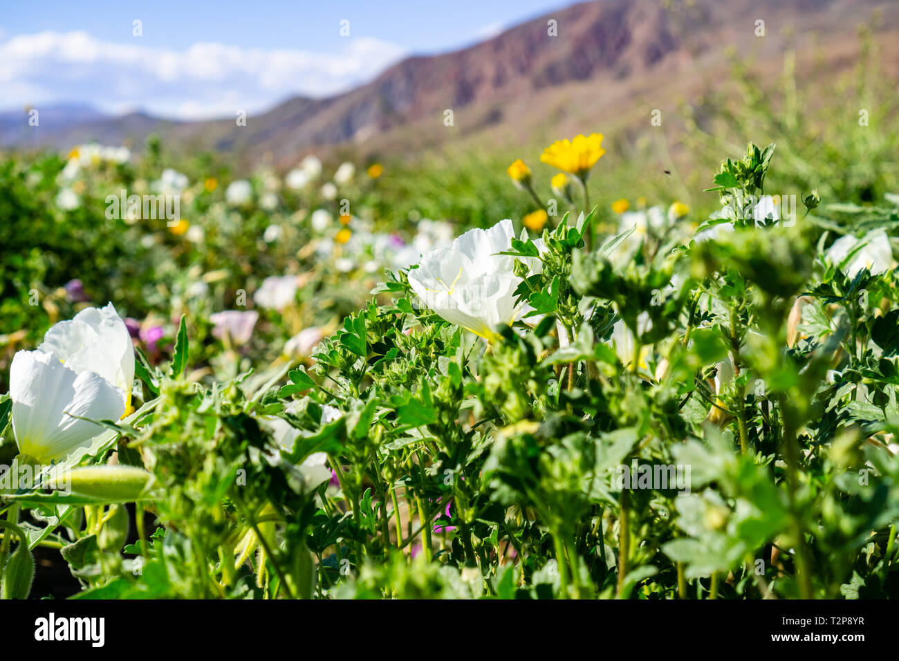 Dune evening primrose (Oenothera deltoides) wildflowers blooming in ...