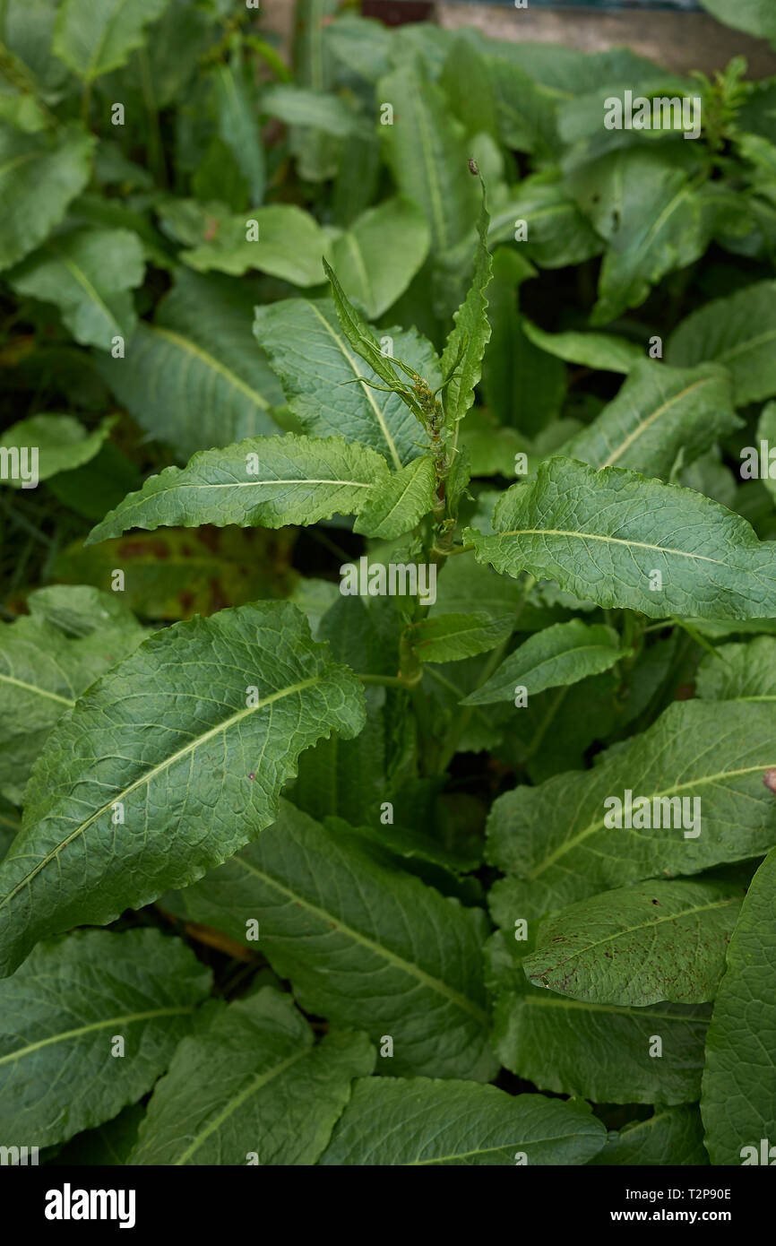 Rumex crispus fresh foliage Stock Photo - Alamy