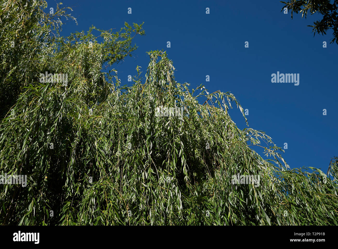 Salix babylonica leaf tree hi-res stock photography and images - Alamy