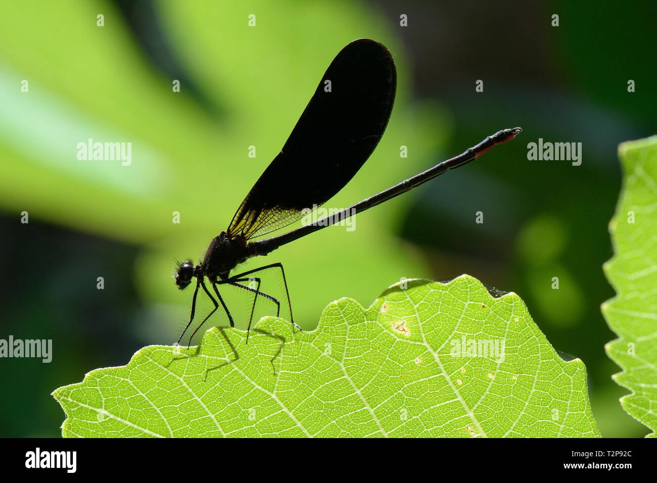 Mediterranean insects hi-res stock photography and images - Alamy