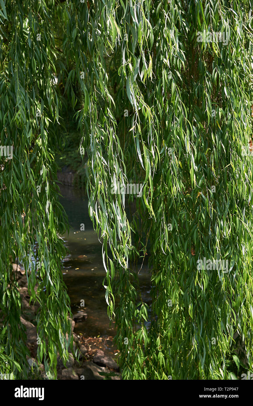 Salix babylonica close up hi-res stock photography and images - Alamy