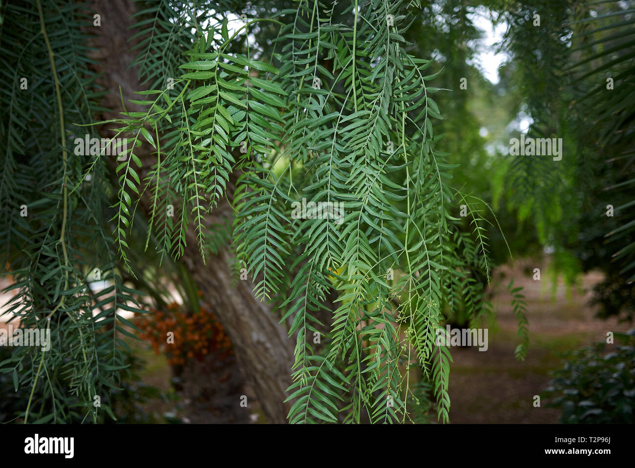 Schinus molle foliage Stock Photo - Alamy