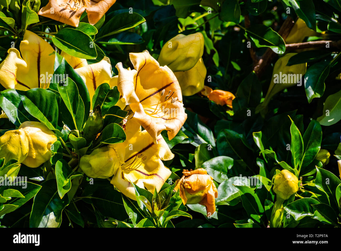Golden chalice flower hi-res stock photography and images - Alamy