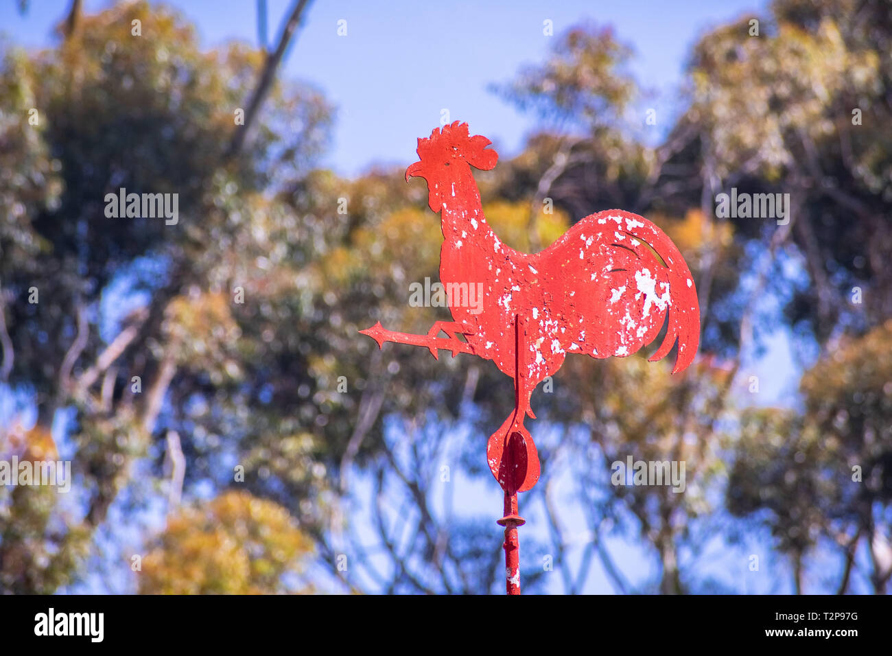 Red rooster hi-res stock photography and images - Alamy
