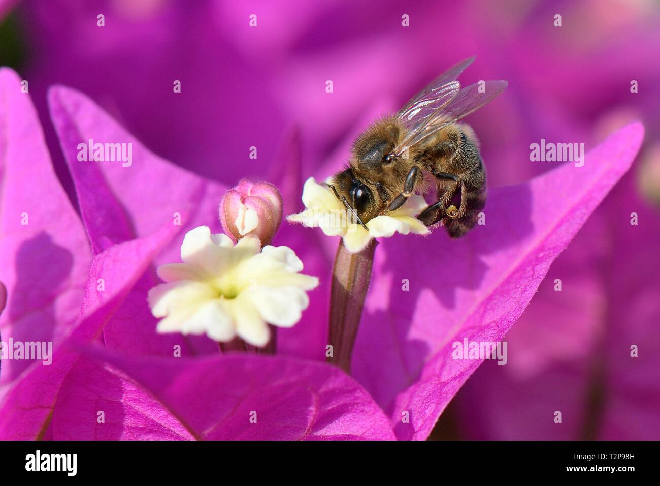 Honeybee apis mellifera foraging hi-res stock photography and images ...