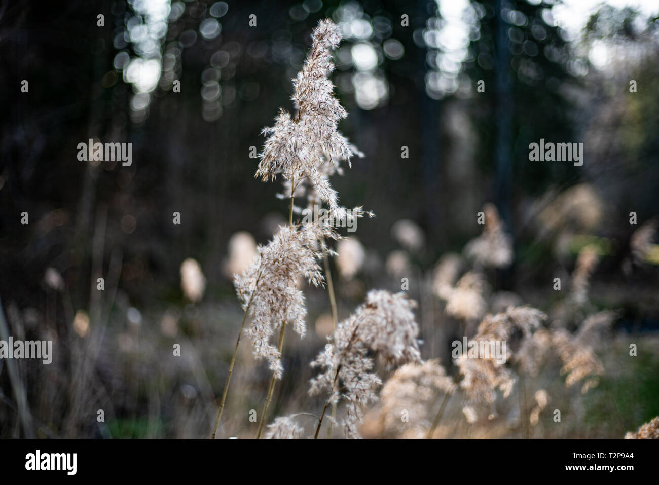 Dry common reed in germany Stock Photo - Alamy