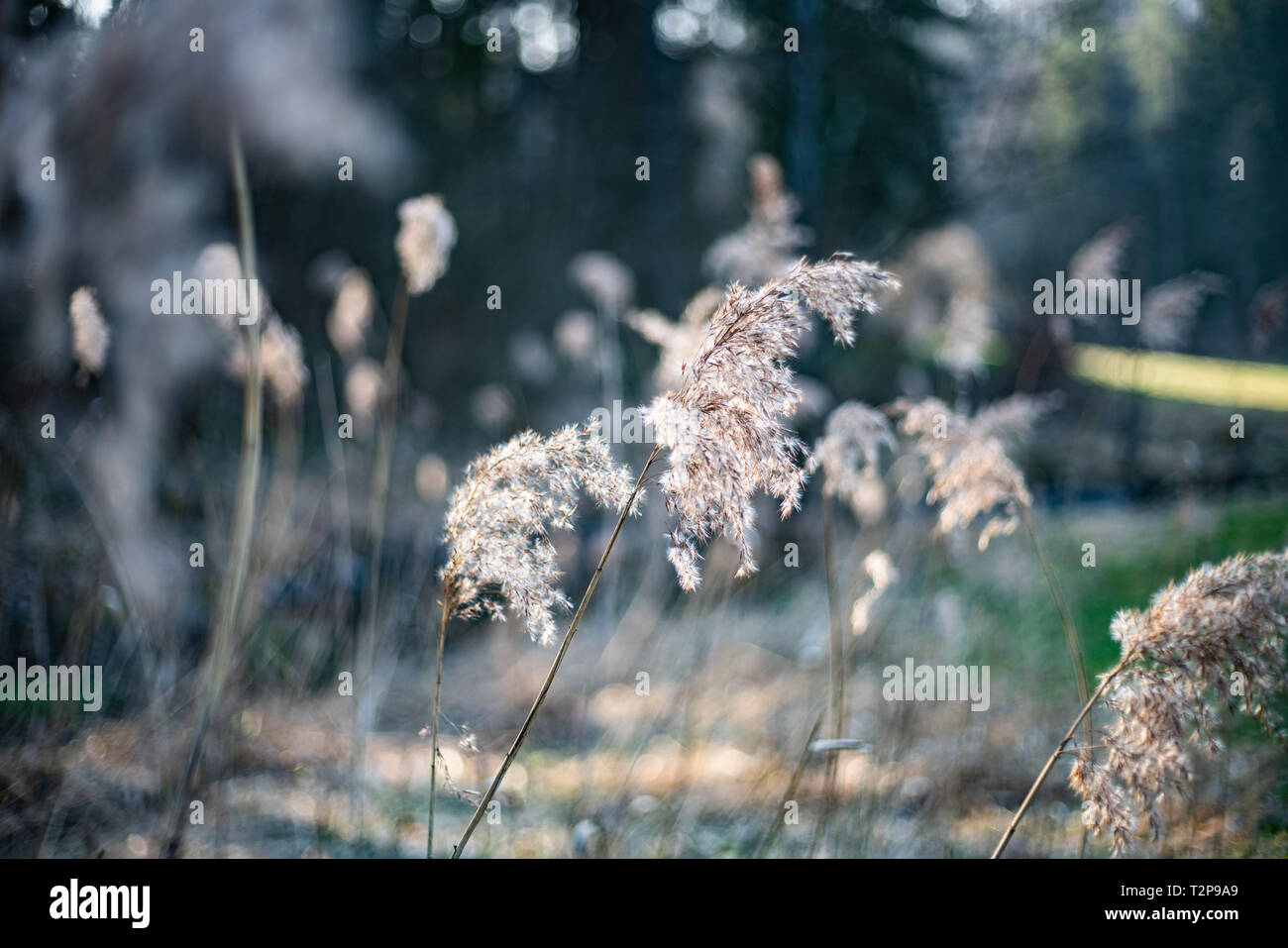 Dry common reed in germany Stock Photo - Alamy