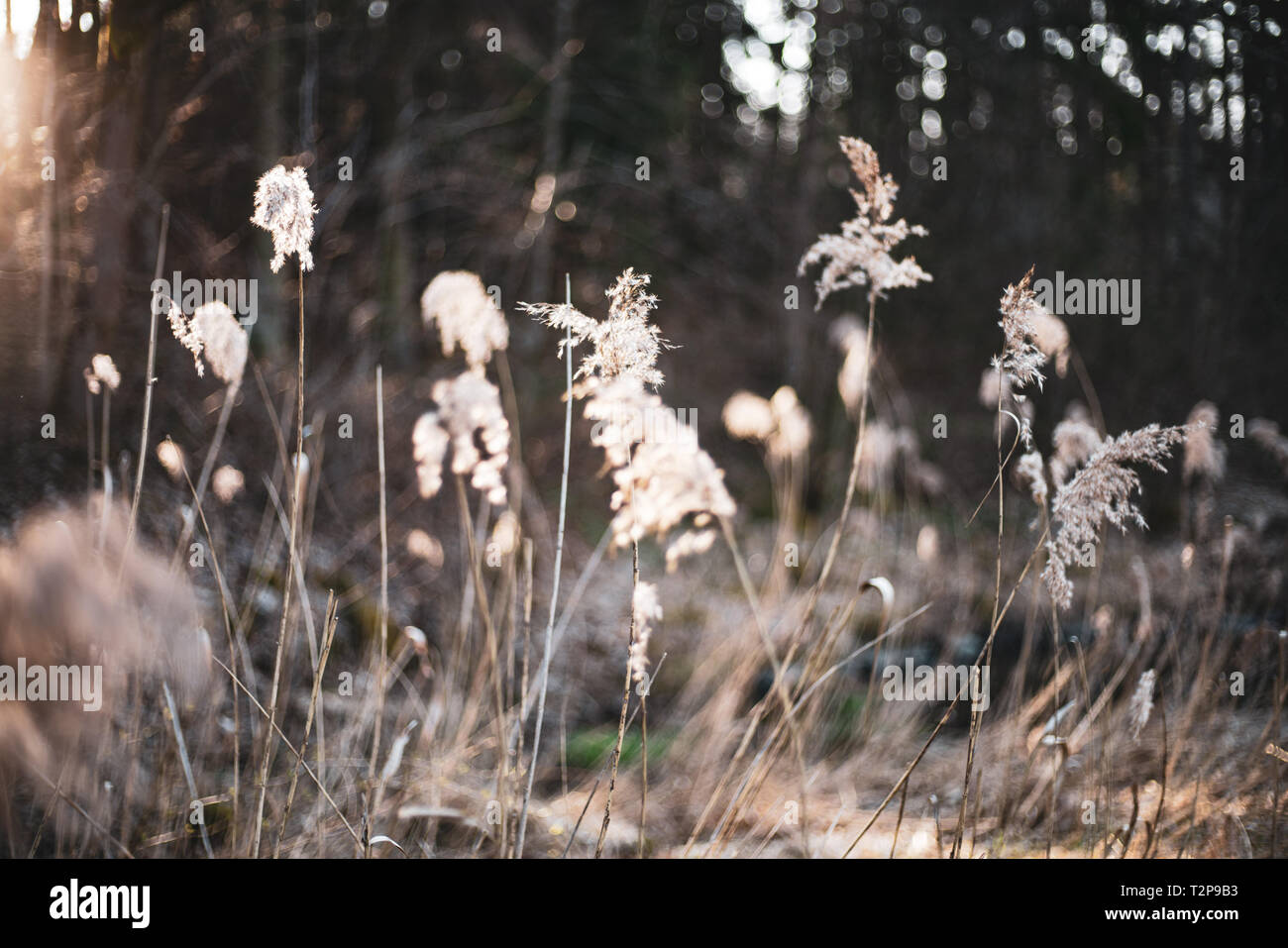 Dry common reed in germany Stock Photo - Alamy