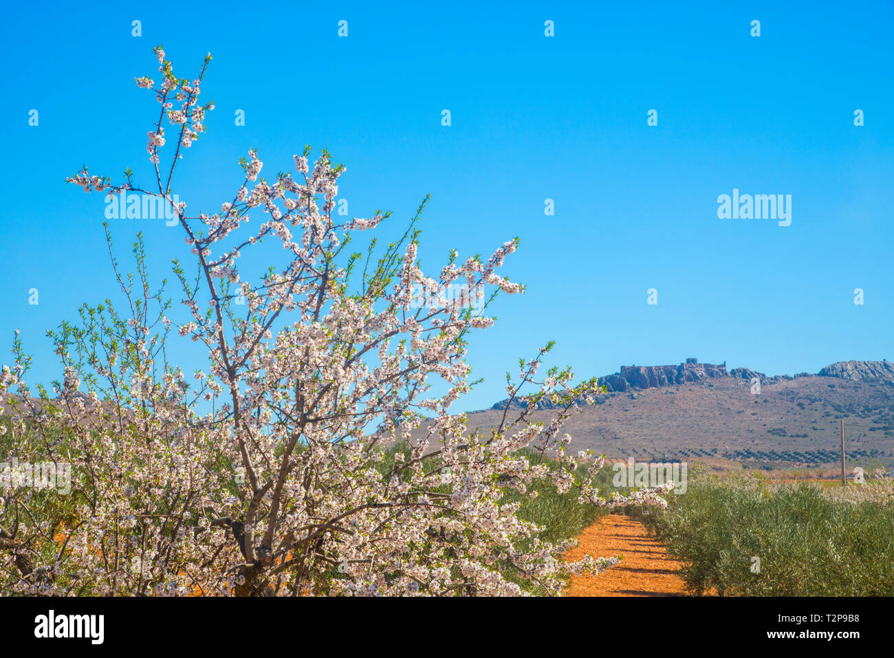 Mora tree hi-res stock photography and images - Alamy
