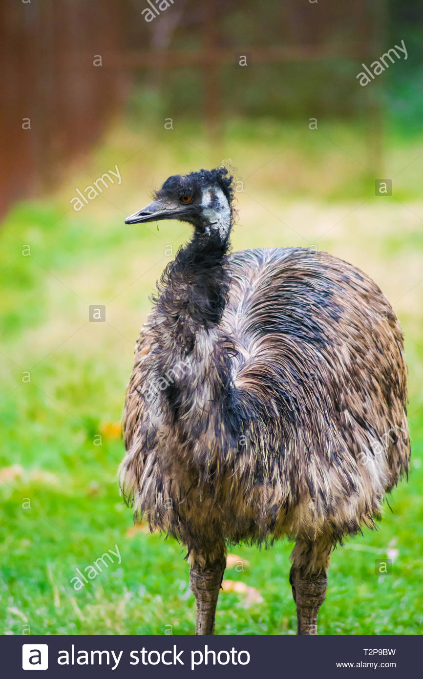 Largest Birds High Resolution Stock Photography and Images - Alamy
