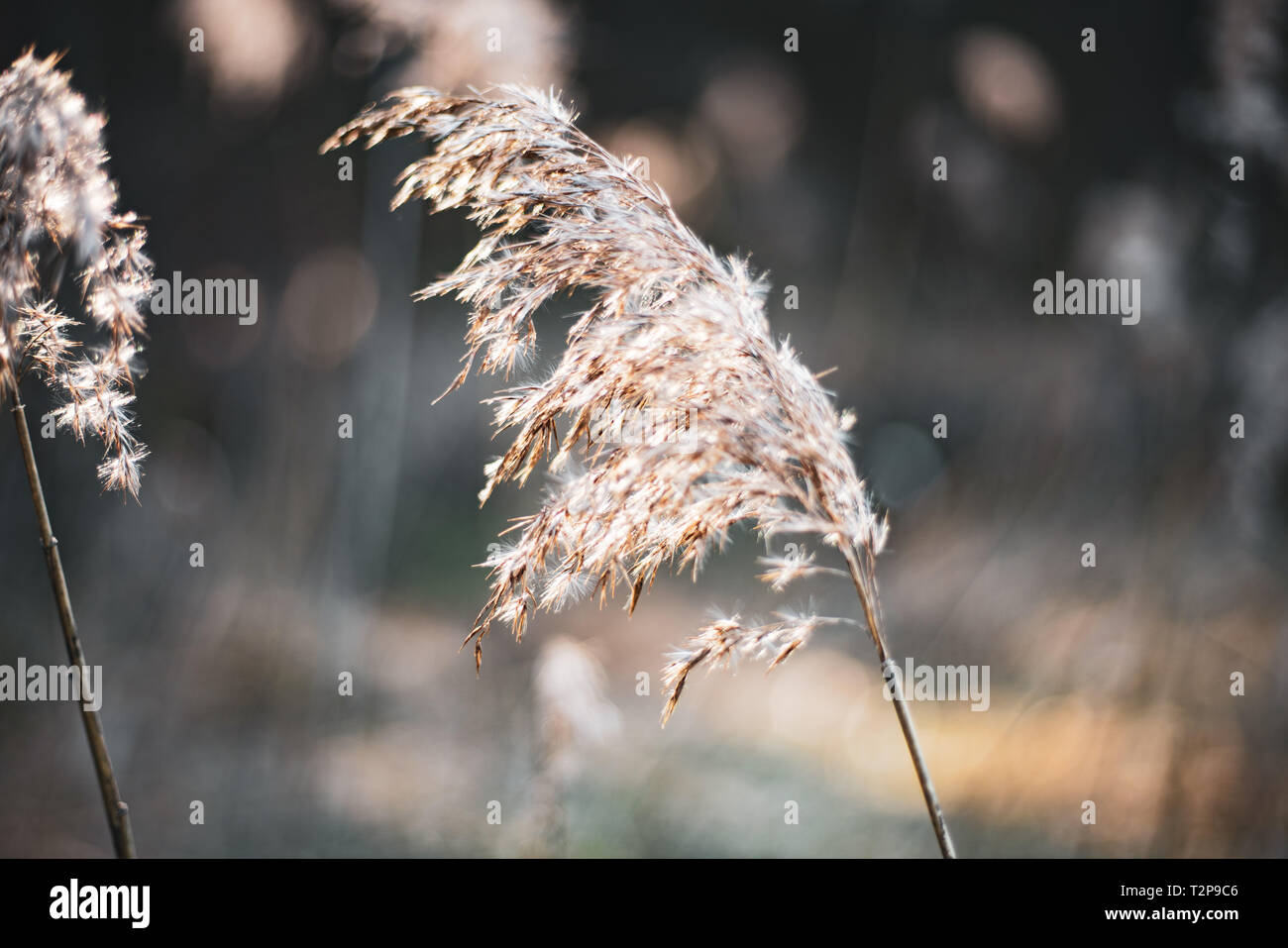 Dry common reed in germany Stock Photo - Alamy
