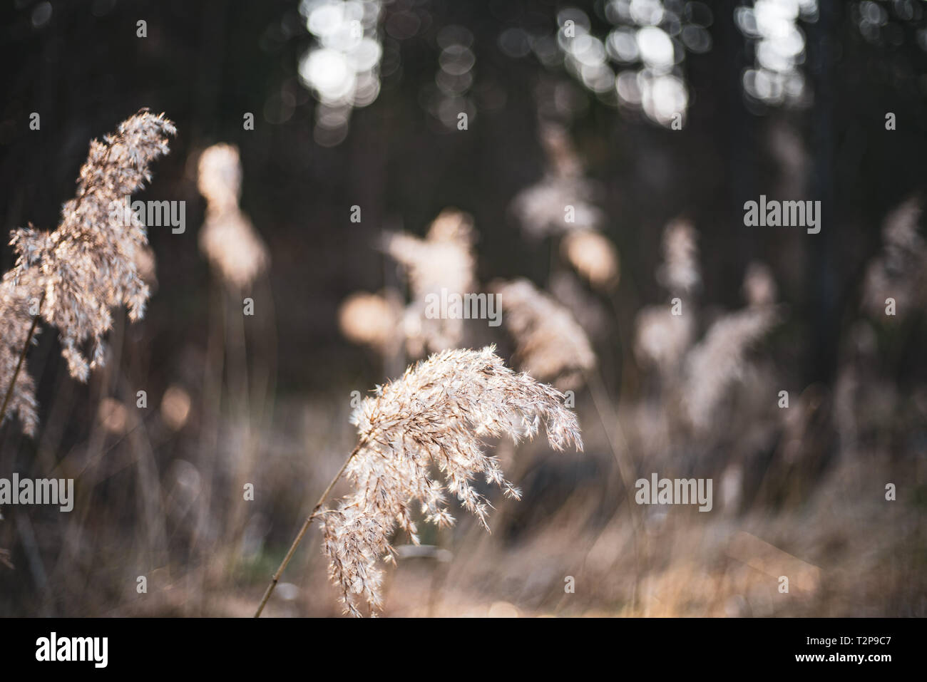 Covered reed hi-res stock photography and images - Alamy