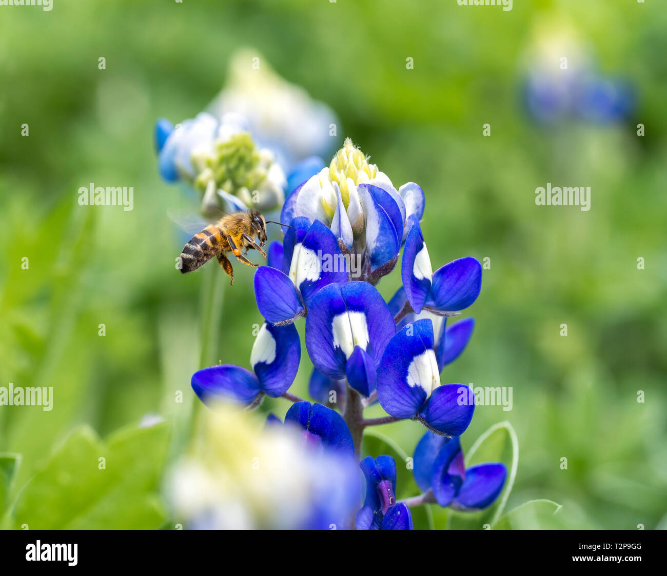 Later spring early summer flower hi-res stock photography and images ...