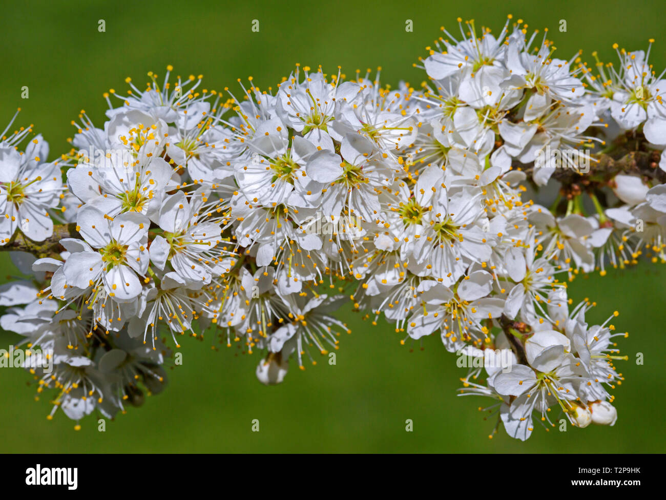 Blackthorn / sloe (Prunus spinosa) flowering twig showing white flowers ...