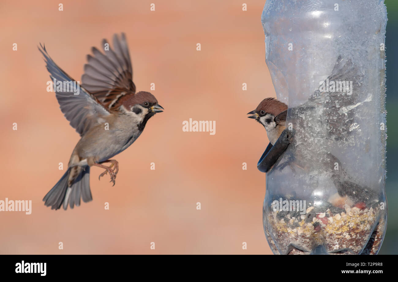 Flight feeder hi-res stock photography and images - Alamy