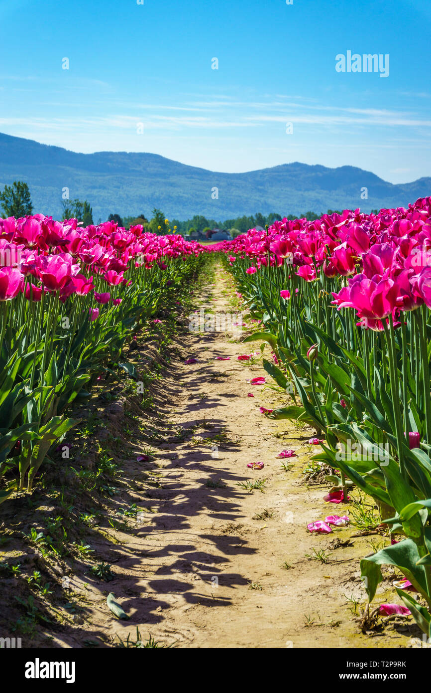 Pink path hi-res stock photography and images - Alamy