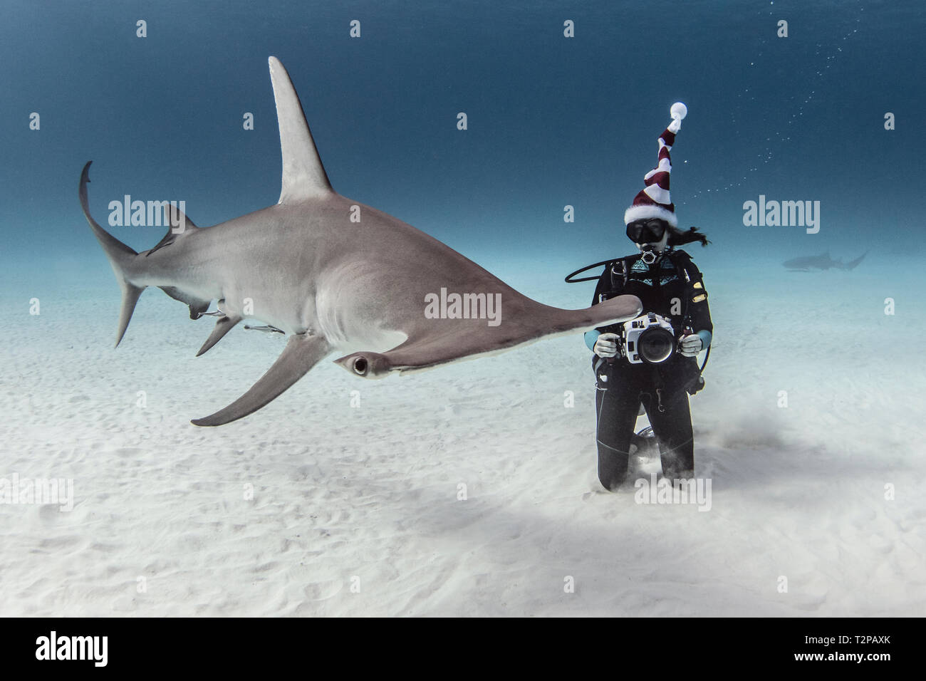 Underwater view of great hammerhead shark and female scuba diver with ...