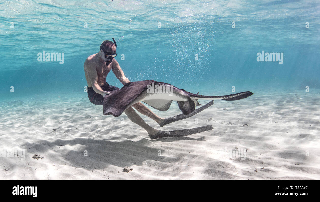 Underwater view of southern stingray interacting with male snorkeler ...