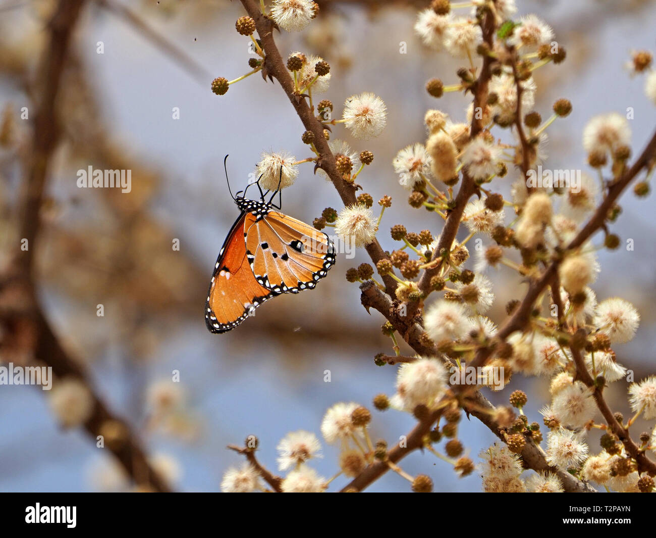 an African Queen or Monarch Butterfly (Danaus chrysippus) feeding on ...