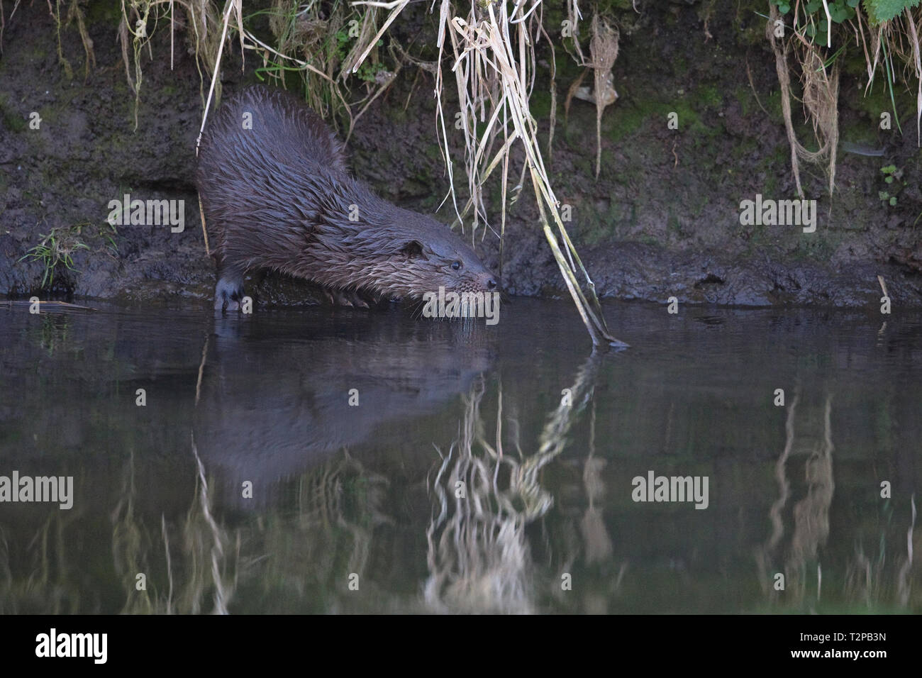 Common Otter (Lutra lutra Stock Photo - Alamy