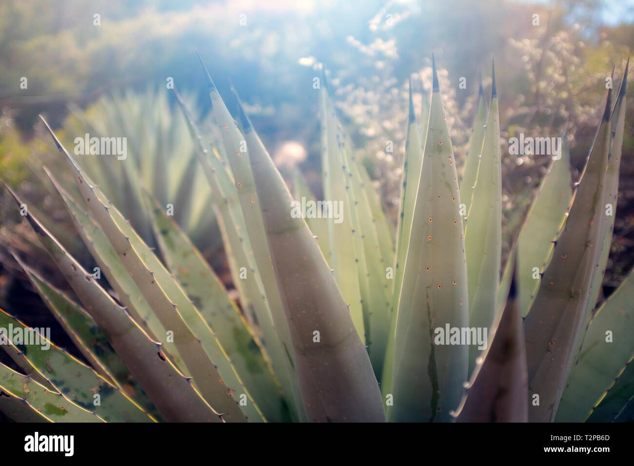 Agave Havardiana, symmetrical rosettes of rigid, silver-grey leaves and ...