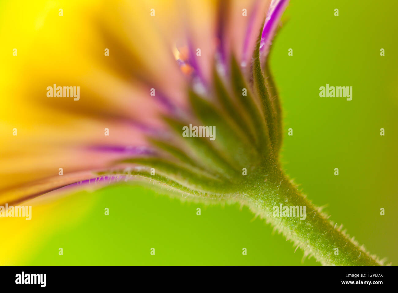 Beautiful image of bug's eye view of Daisy very colorful and abstract ...