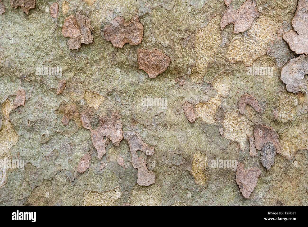 Background of plane tree bark, plane tree bark texture Stock Photo - Alamy