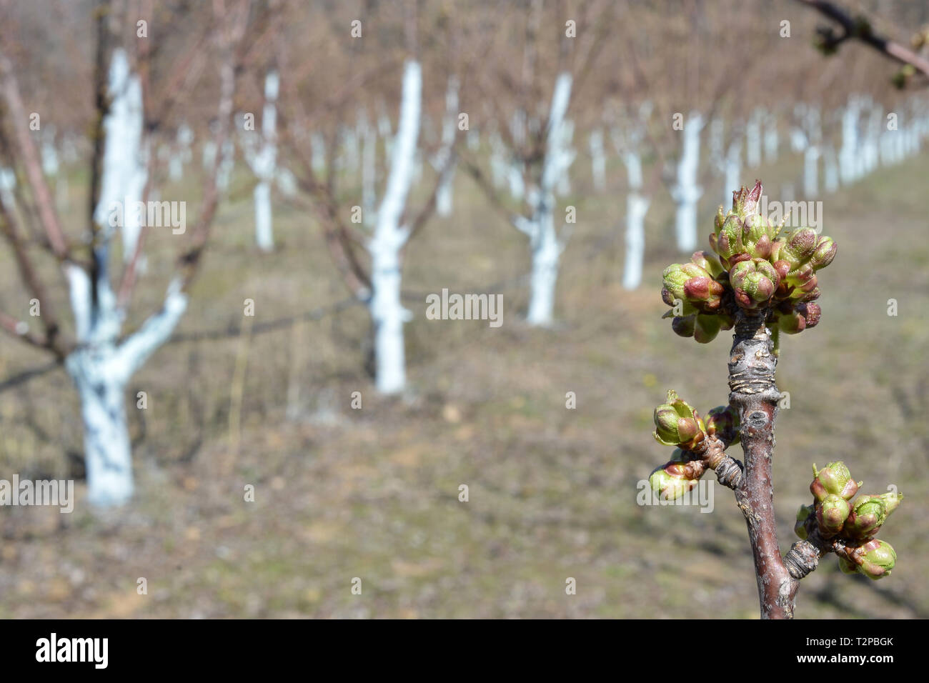 Cherry trees in march treated with Bordeaux mixture to combat mildew ...