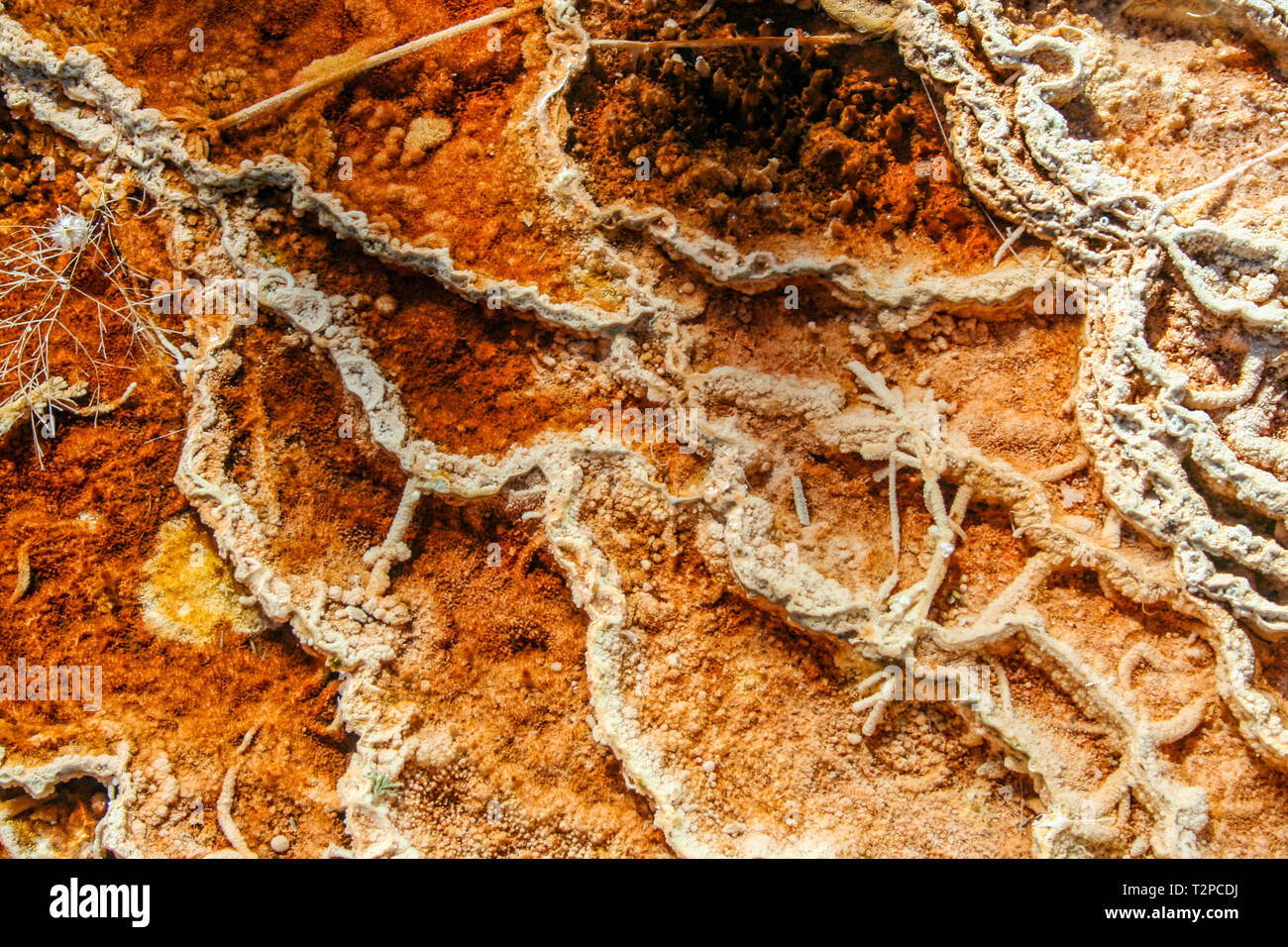 Calcification pool hi-res stock photography and images - Alamy