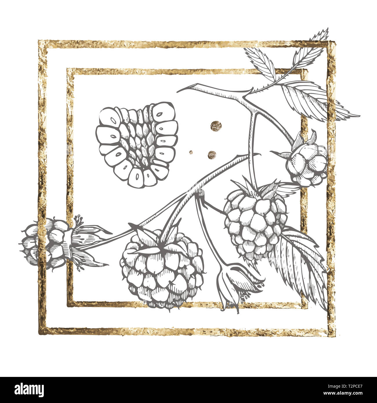 Hand drawn raspberry set isolated on white background. Retro sketch ...